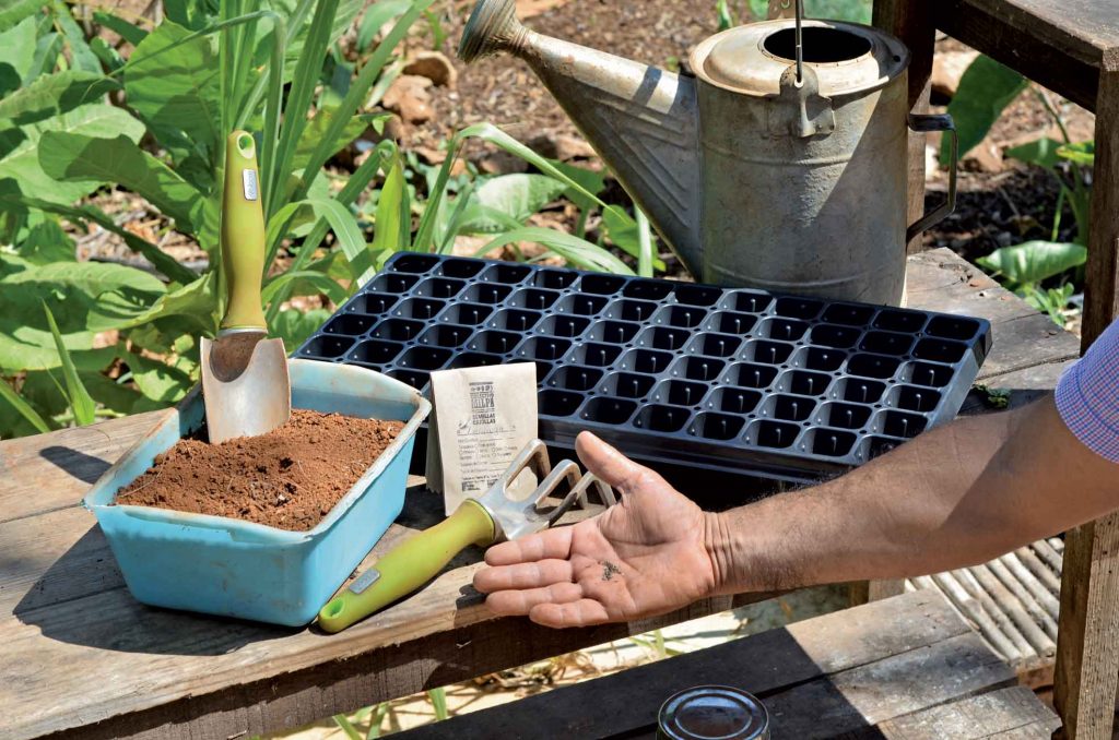 Semilleros: El inicio de un gran huerto - Revista Landuum