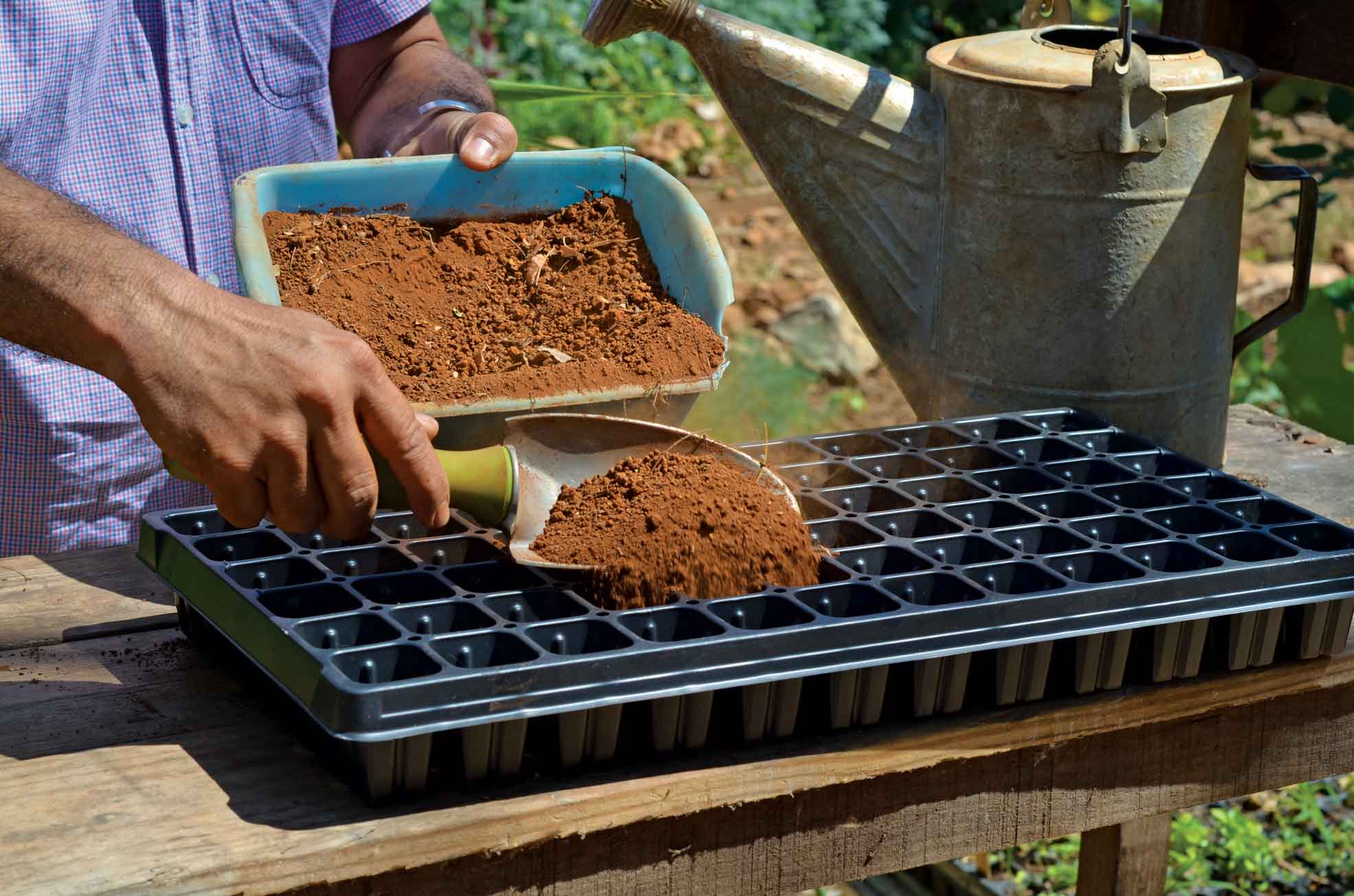 Semilleros: El inicio de un gran huerto - Revista Landuum