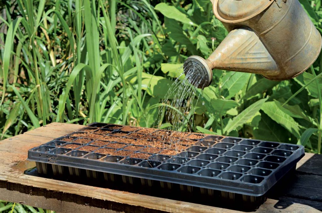 Semilleros: El inicio de un gran huerto - Revista Landuum