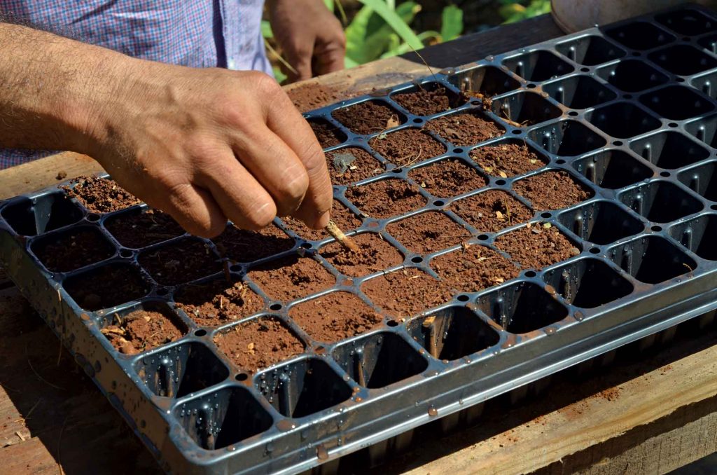 Semilleros: El inicio de un gran huerto - Revista Landuum