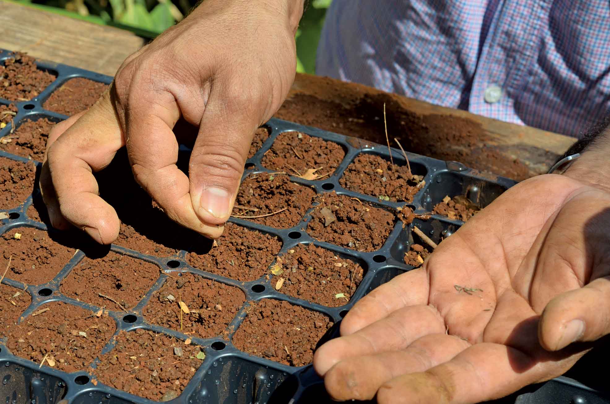 Semilleros: El inicio de un gran huerto - Revista Landuum
