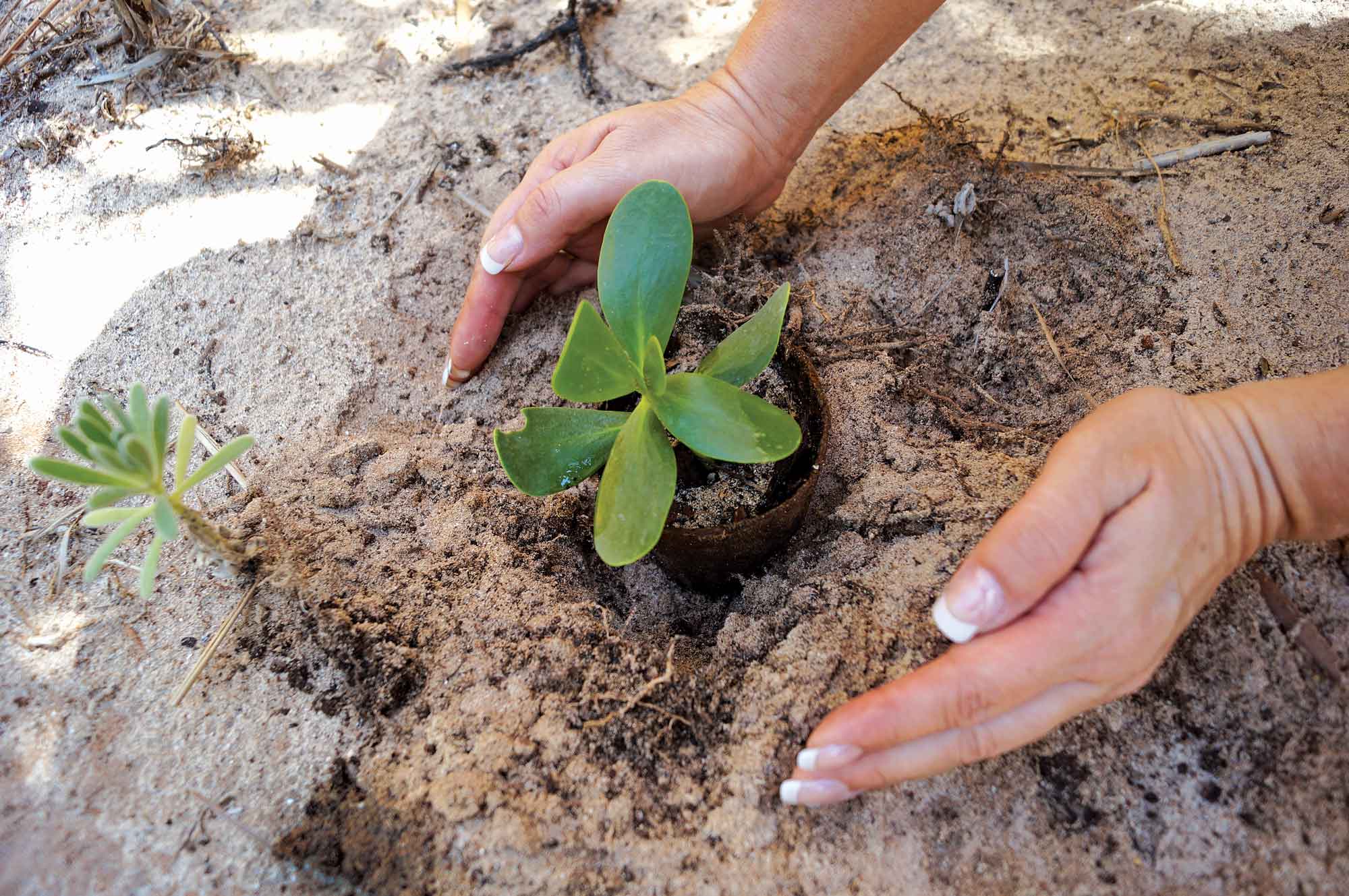Tu jardín en la playa - Revista Landuum