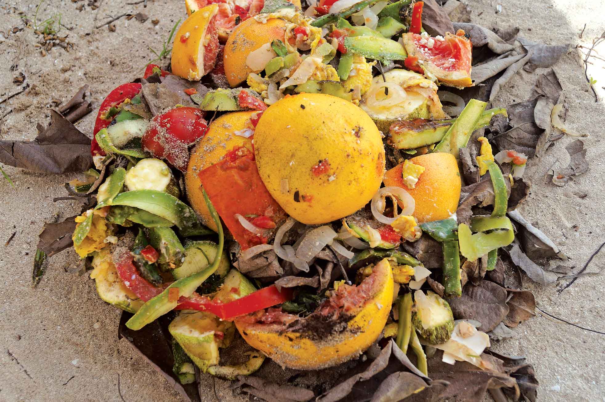 Composta: Creando tierra fértil - Revista Landuum