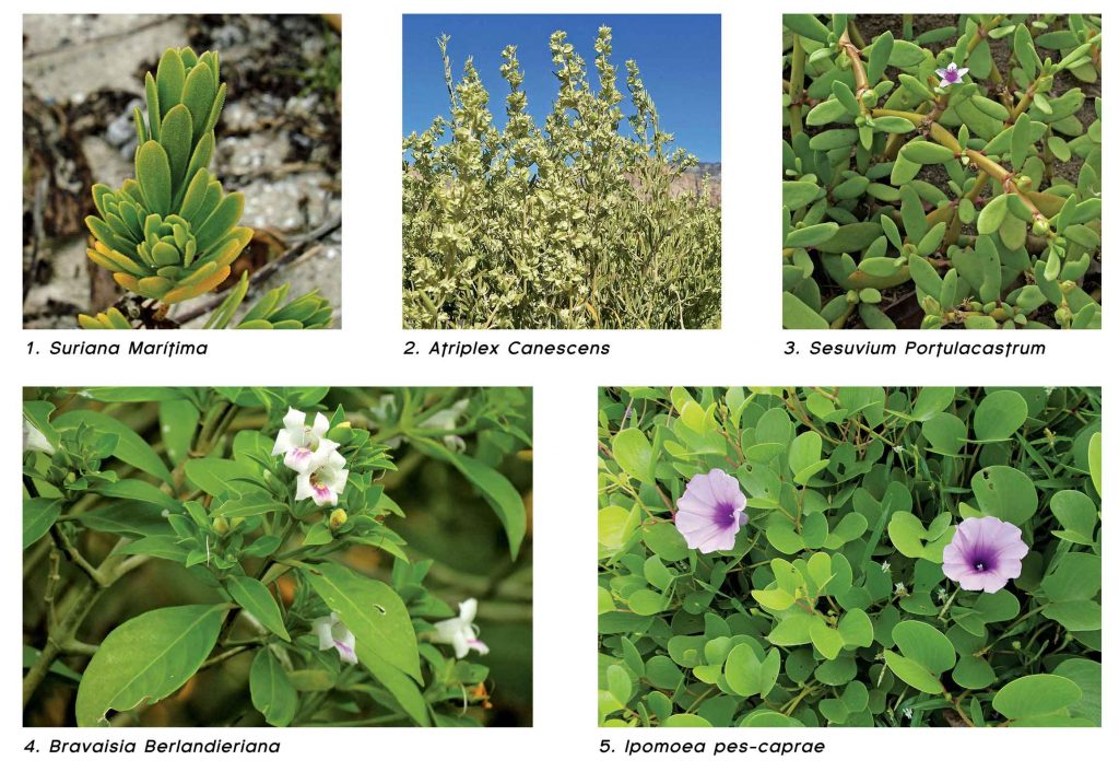 Tu jardín en la playa - Revista Landuum