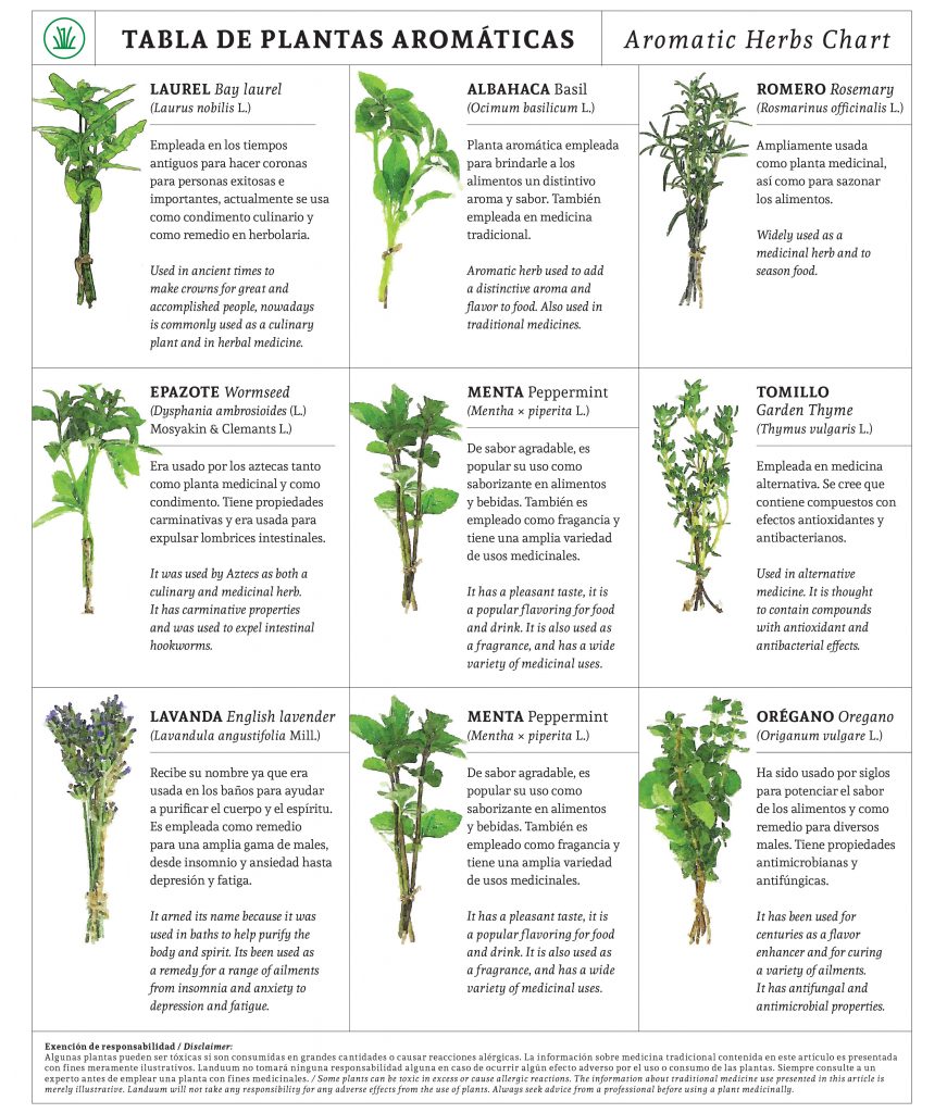 Aromatic Herbs At Home Revista Landuum aromatic-herbs-at-home-revista-landuum