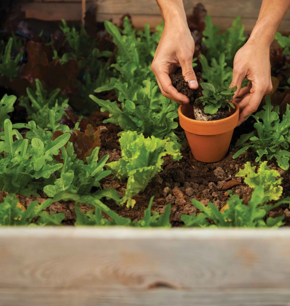 Composta: Creando tierra fértil - Revista Landuum