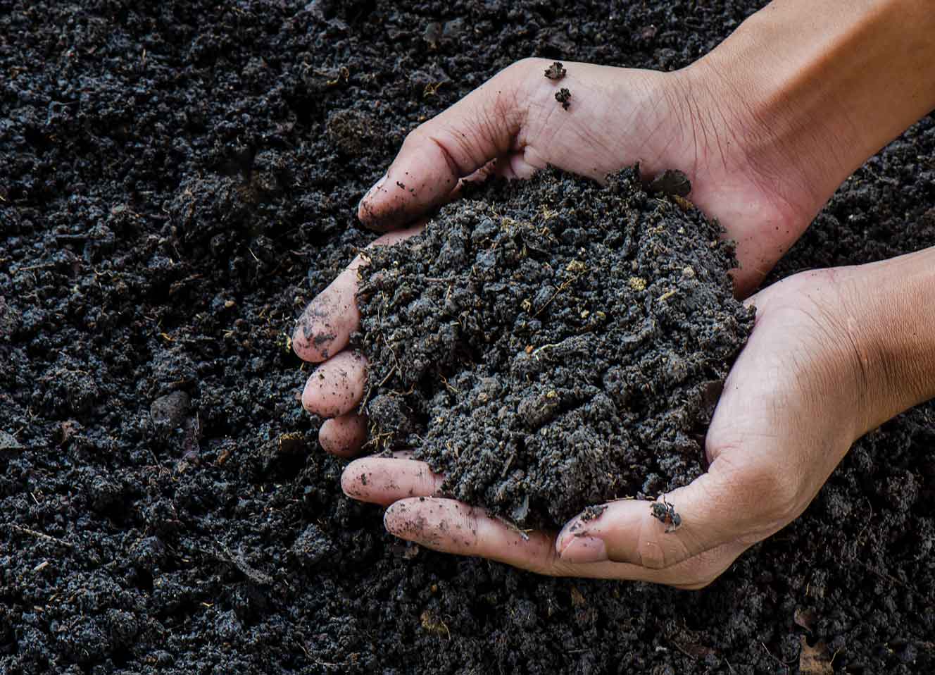 Composta: Creando tierra fértil - Revista Landuum