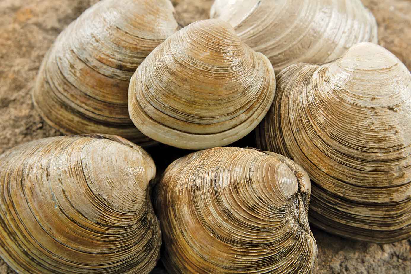 La fauna como parte del paisaje costero - Revista Landuum