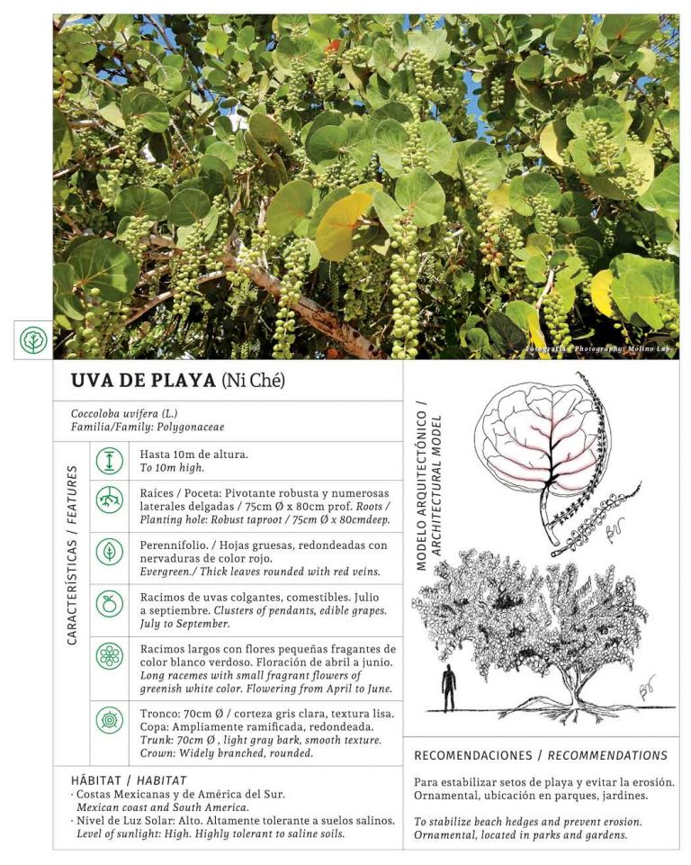 Enjoying the native plants of Yucatan coast - Revista Landuum