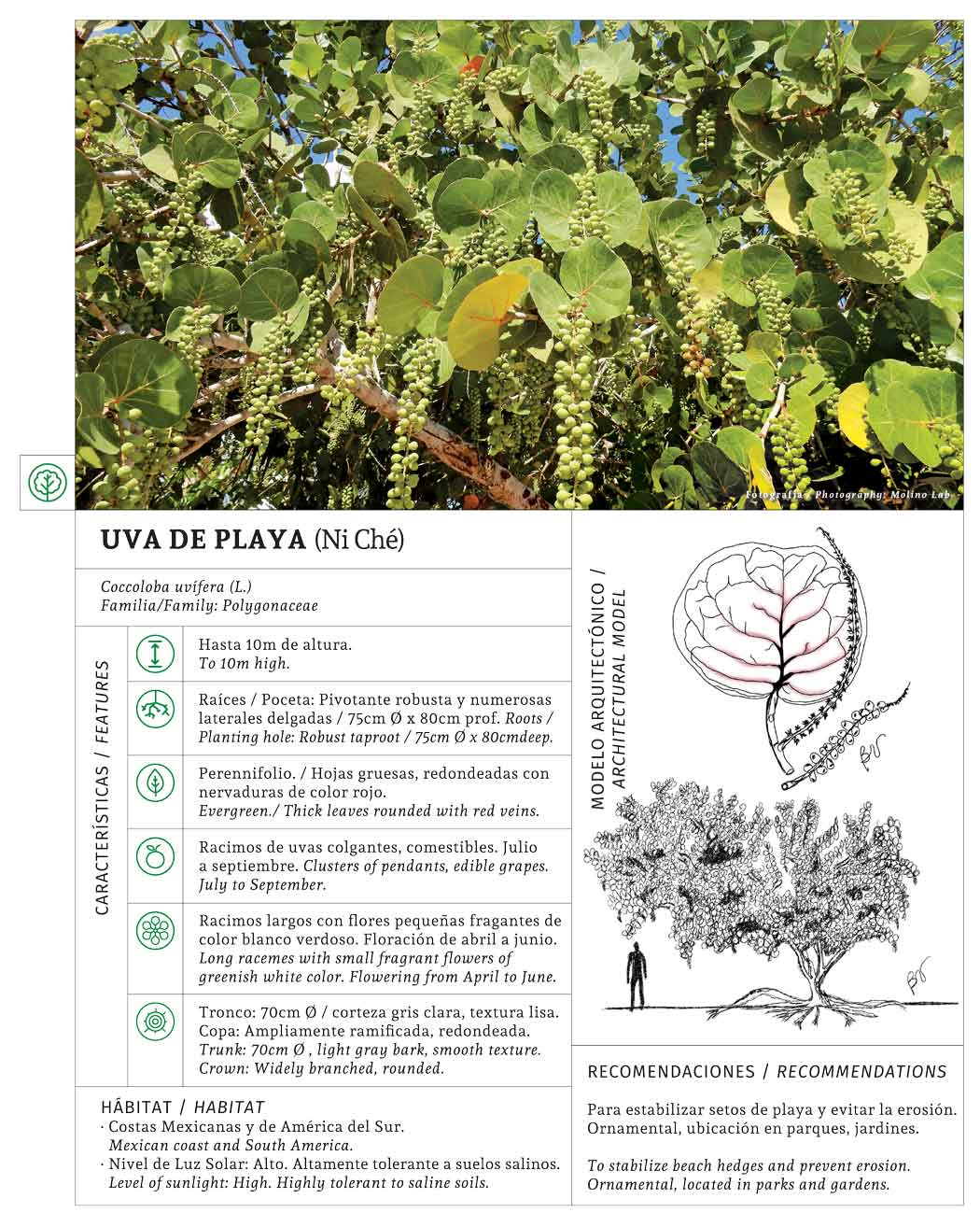 Enjoying the native plants of Yucatan coast - Revista Landuum