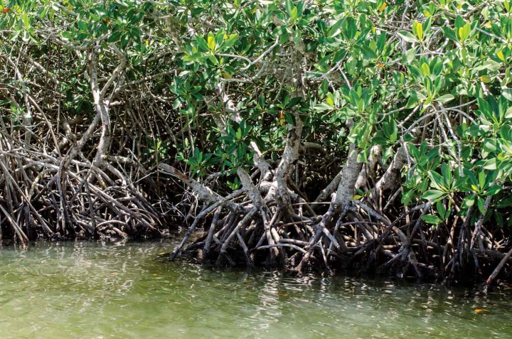 El Manglar: Caracterización y servicios ambientales – Revista Landuum