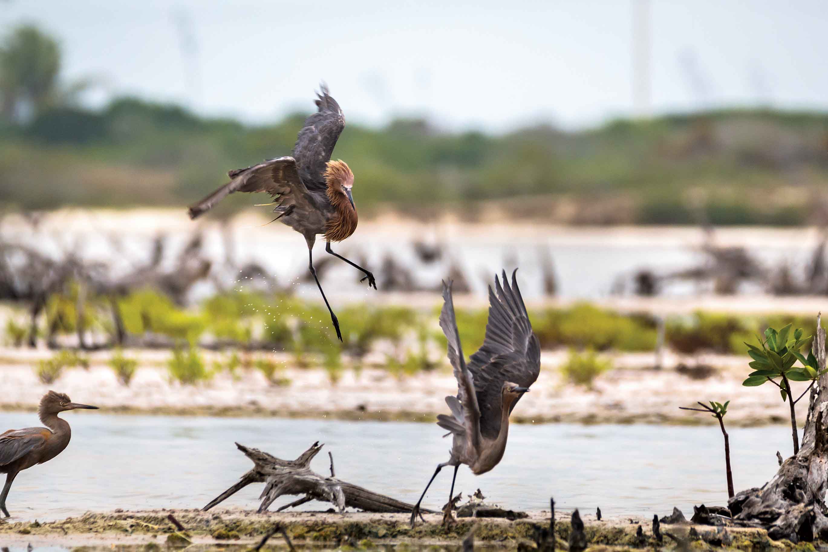 Fauna as a part of the coastal landscape – Revista Landuum