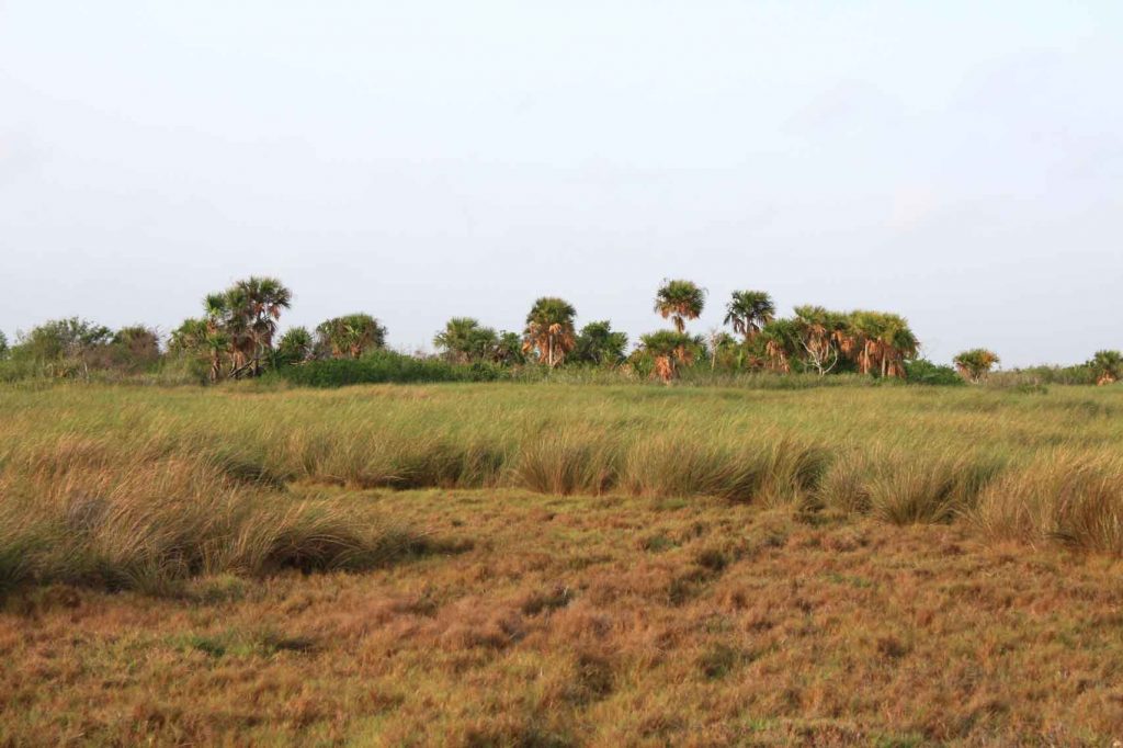Enjoying the native plants of Yucatan coast - Revista Landuum