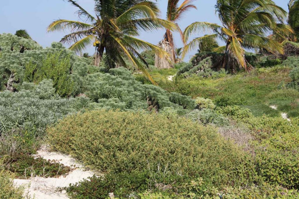 Enjoying the native plants of Yucatan coast - Revista Landuum