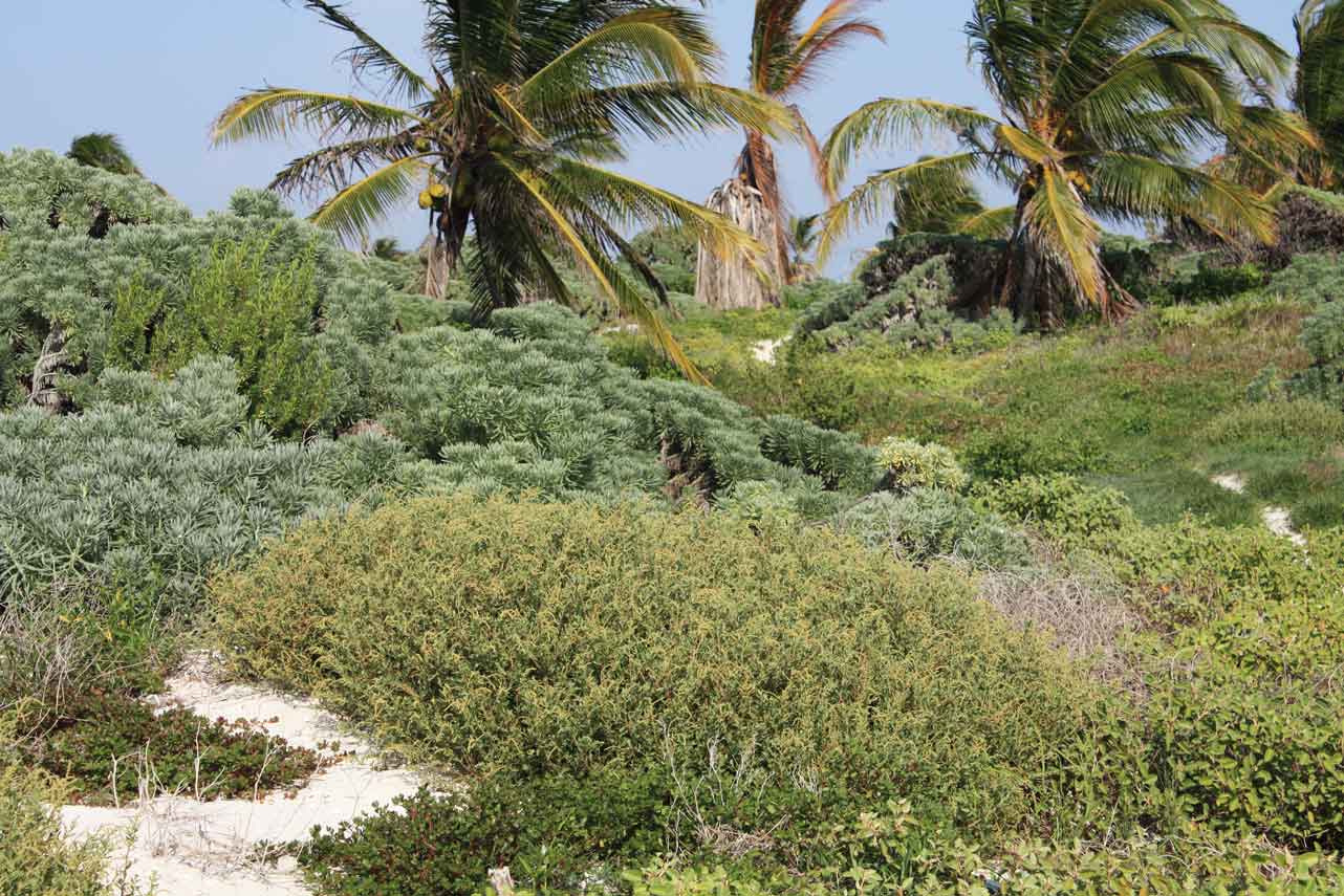Enjoying the native plants of Yucatan coast - Revista Landuum