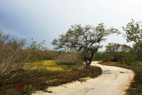 Enjoying the native plants of Yucatan coast - Revista Landuum