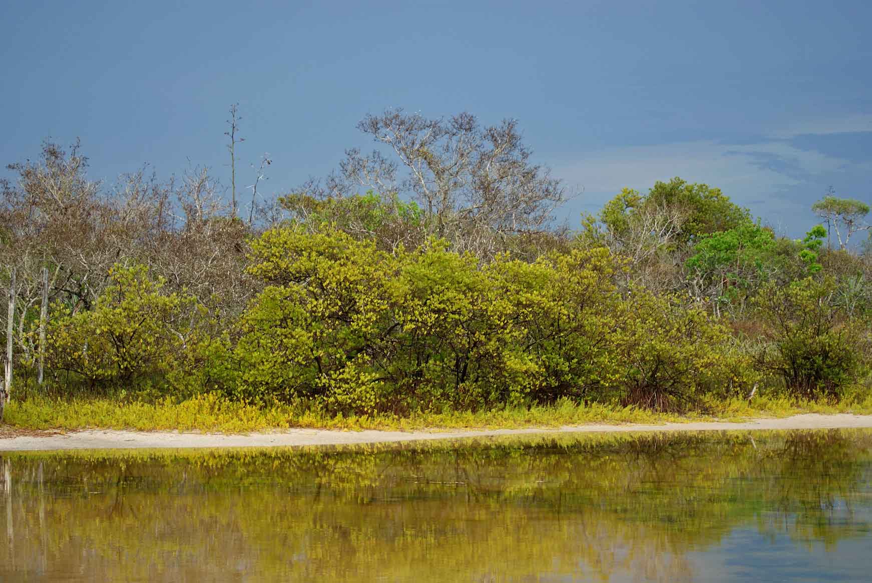 Enjoying the native plants of Yucatan coast – Revista Landuum