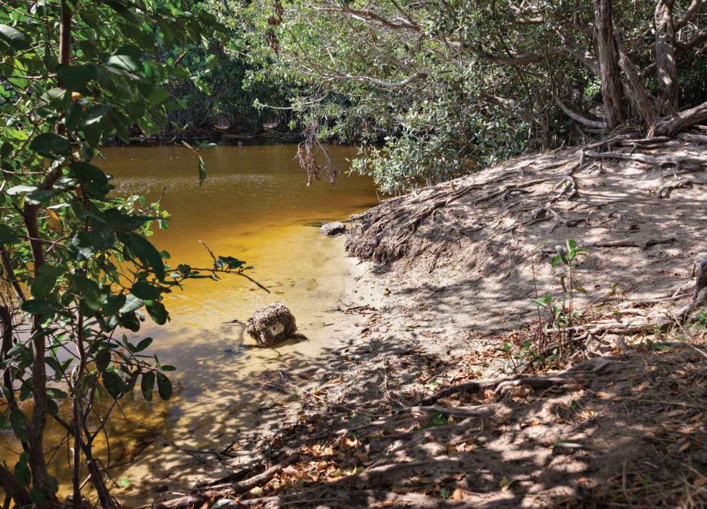 La fauna como parte del paisaje costero - Revista Landuum