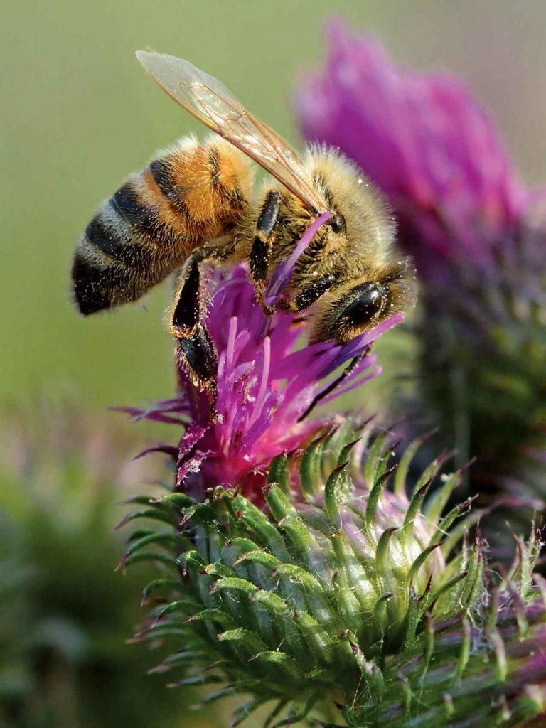 Melliferous flowers: soul of the honey - Revista Landuum