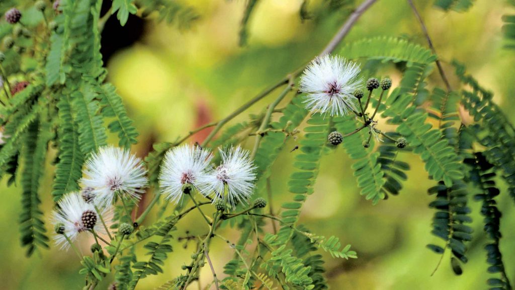 Melliferous flowers: soul of the honey - Revista Landuum
