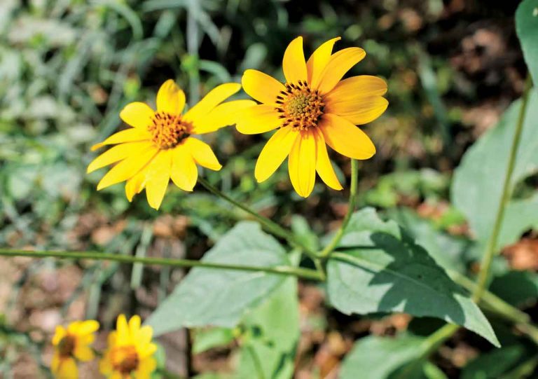 Melliferous flowers: soul of the honey - Revista Landuum