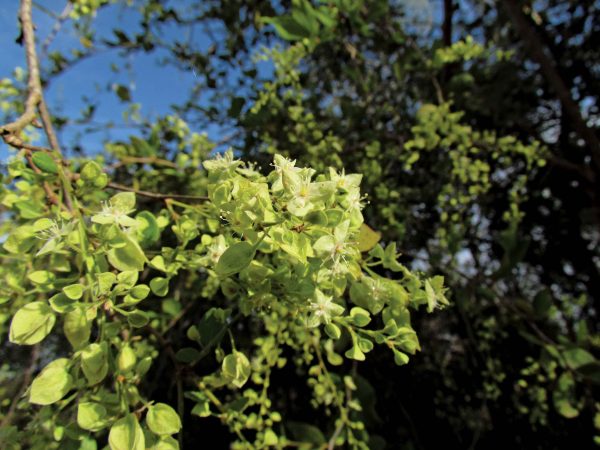Melliferous flowers: soul of the honey - Revista Landuum
