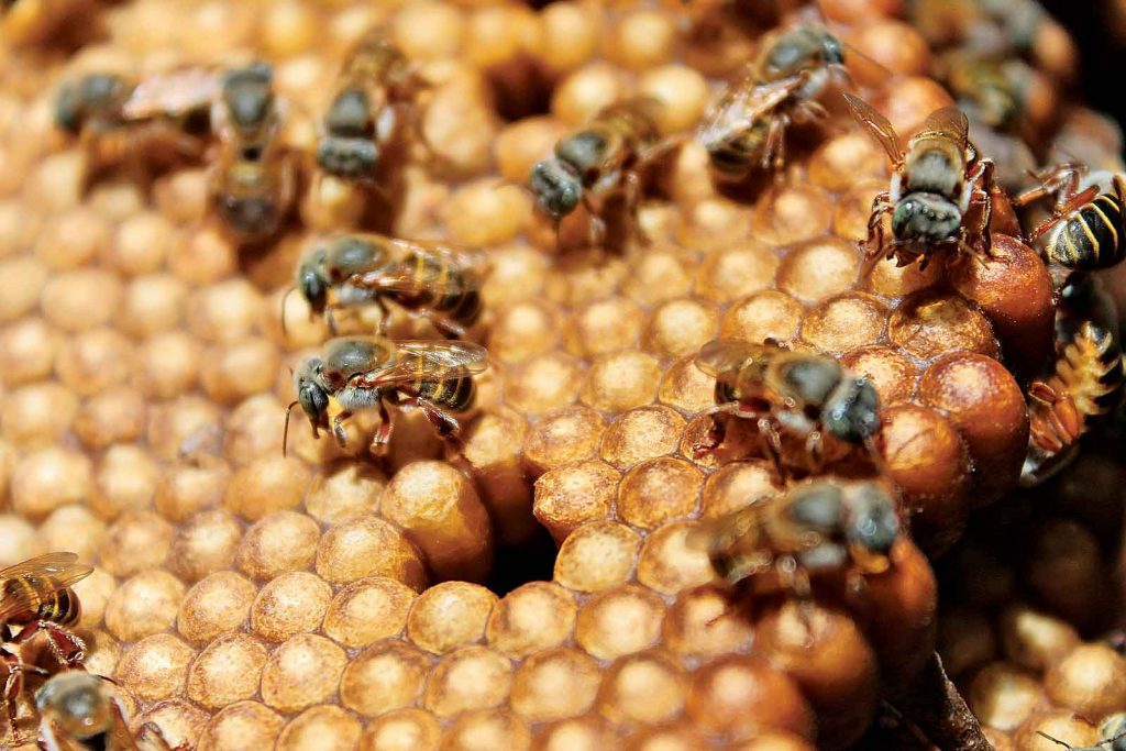 Melliferous flowers: soul of the honey - Revista Landuum