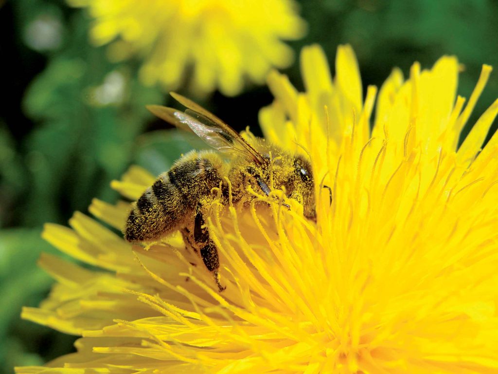 Melliferous flowers: soul of the honey - Revista Landuum
