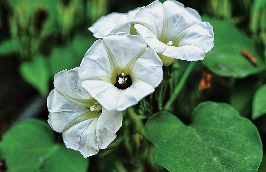 Melliferous flowers: soul of the honey - Revista Landuum