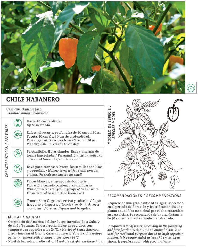 Melliferous flowers: soul of the honey - Revista Landuum
