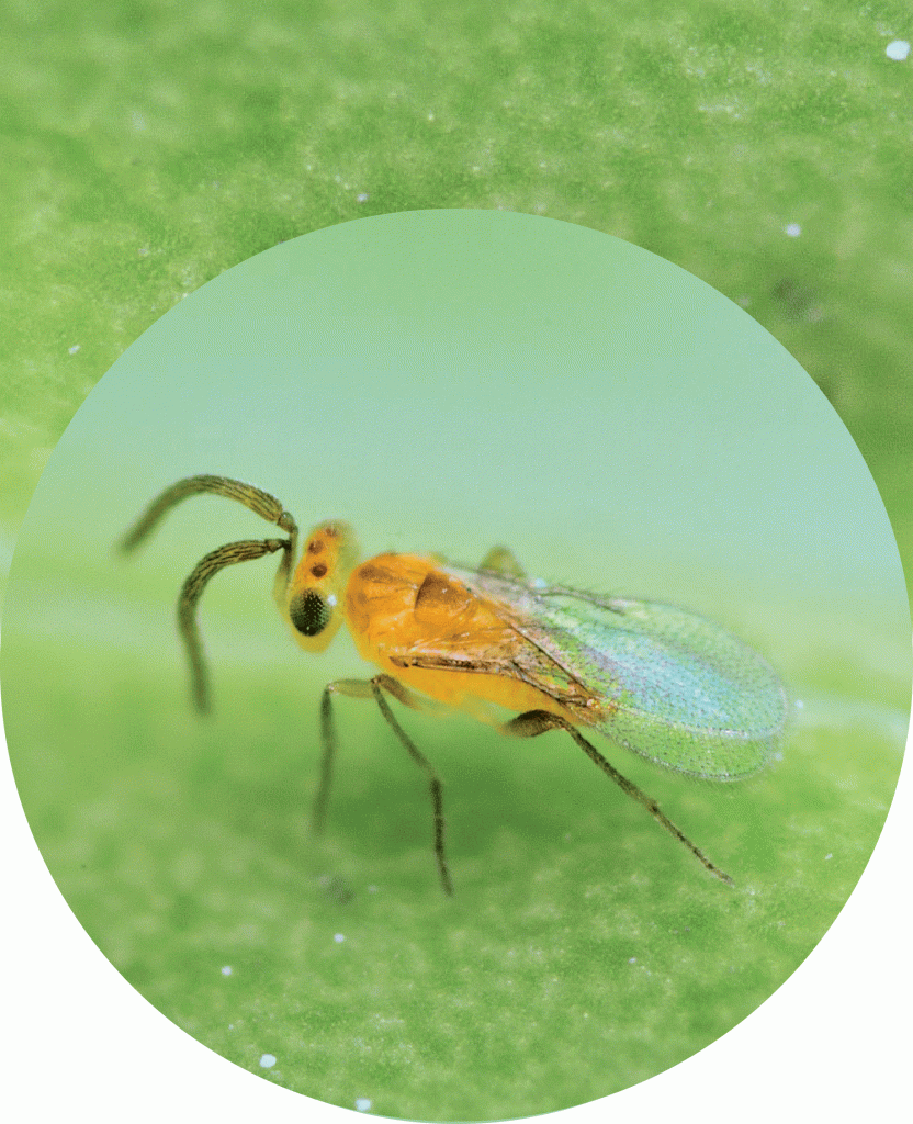 Fauna: Insectos benéficos para los cultivos - Revista Landuum