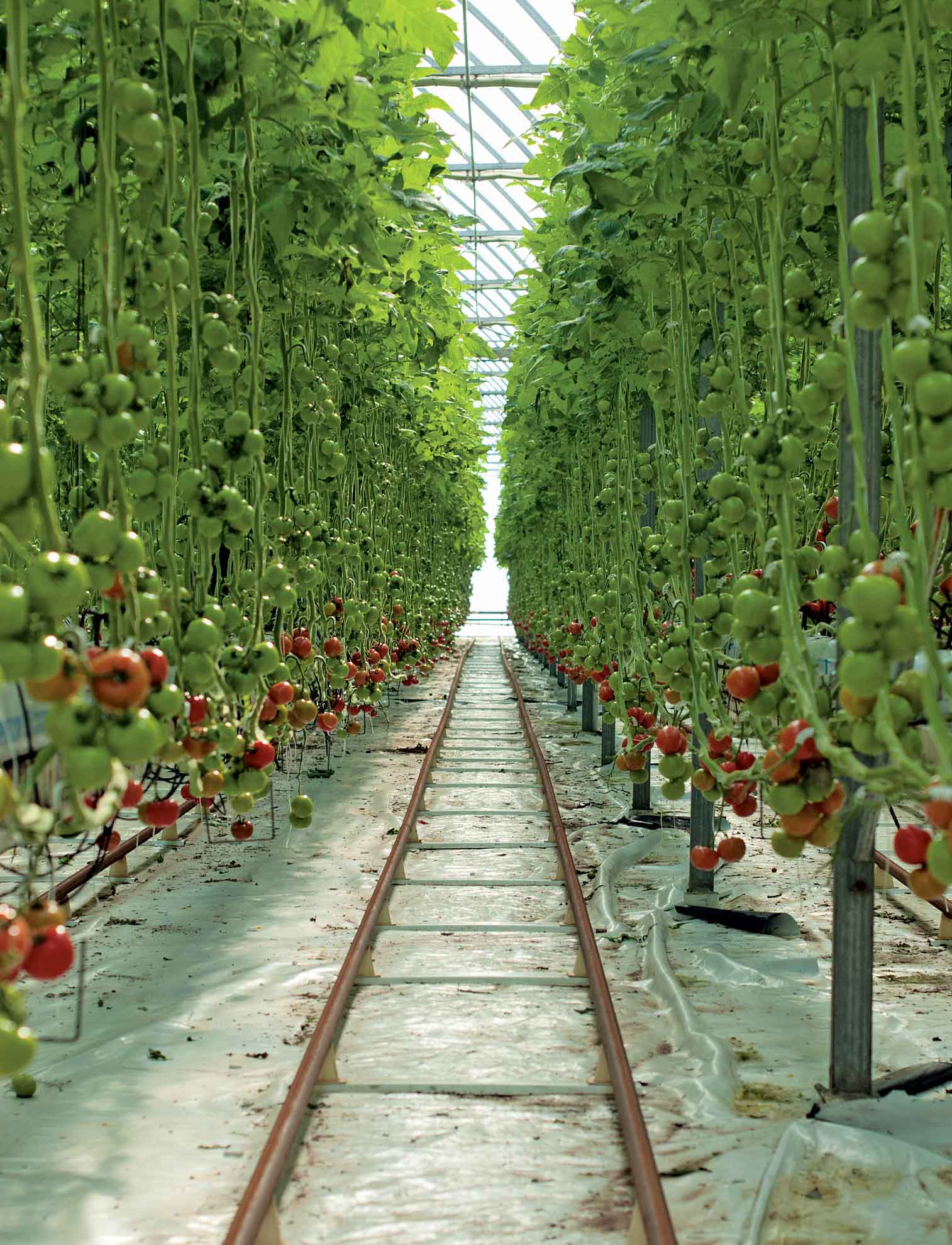 Hidroponía: El Arte de Cultivar Plantas sin Tierra - Revista Landuum