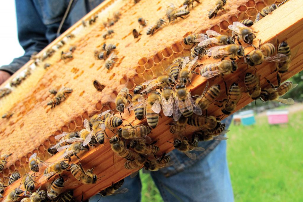 Melliferous flowers: soul of the honey - Revista Landuum