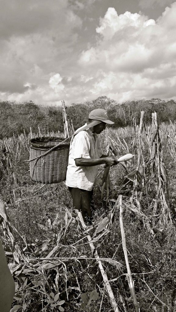 La milpa, paisaje cultural que genera vida – Revista Landuum