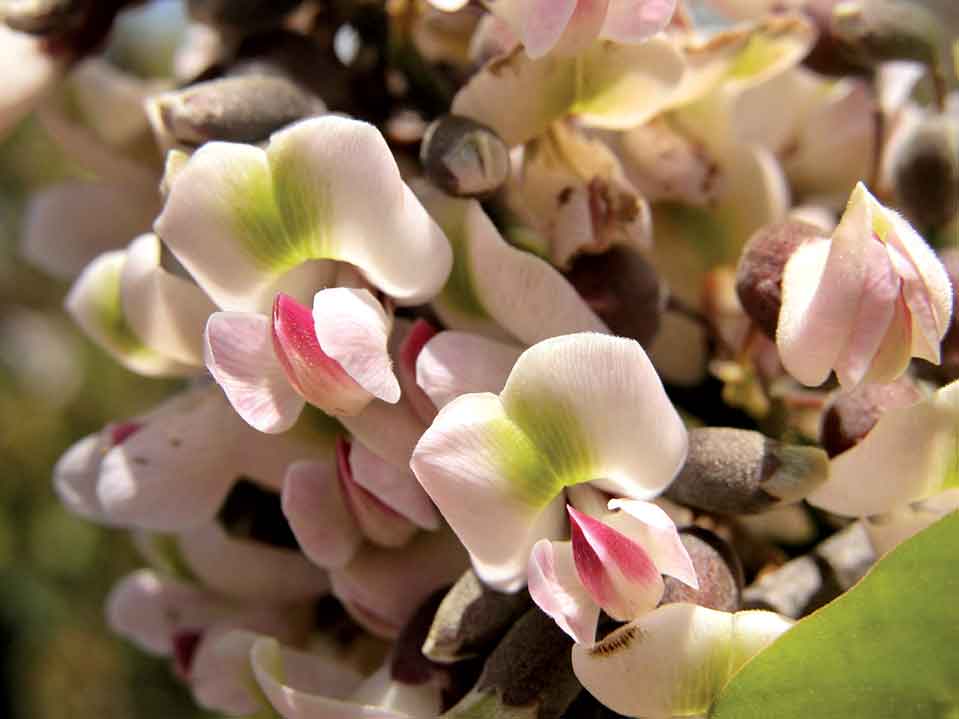 Melliferous flowers: soul of the honey - Revista Landuum