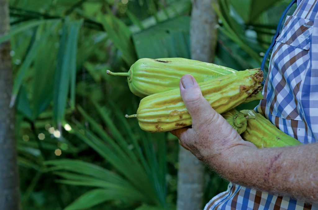 JARDÍN ERENBERG-COLL: The Sanctuary where forgotten plants are listened ...