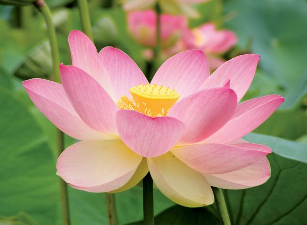 Plantas Acuáticas del Estanque - Revista Landuum