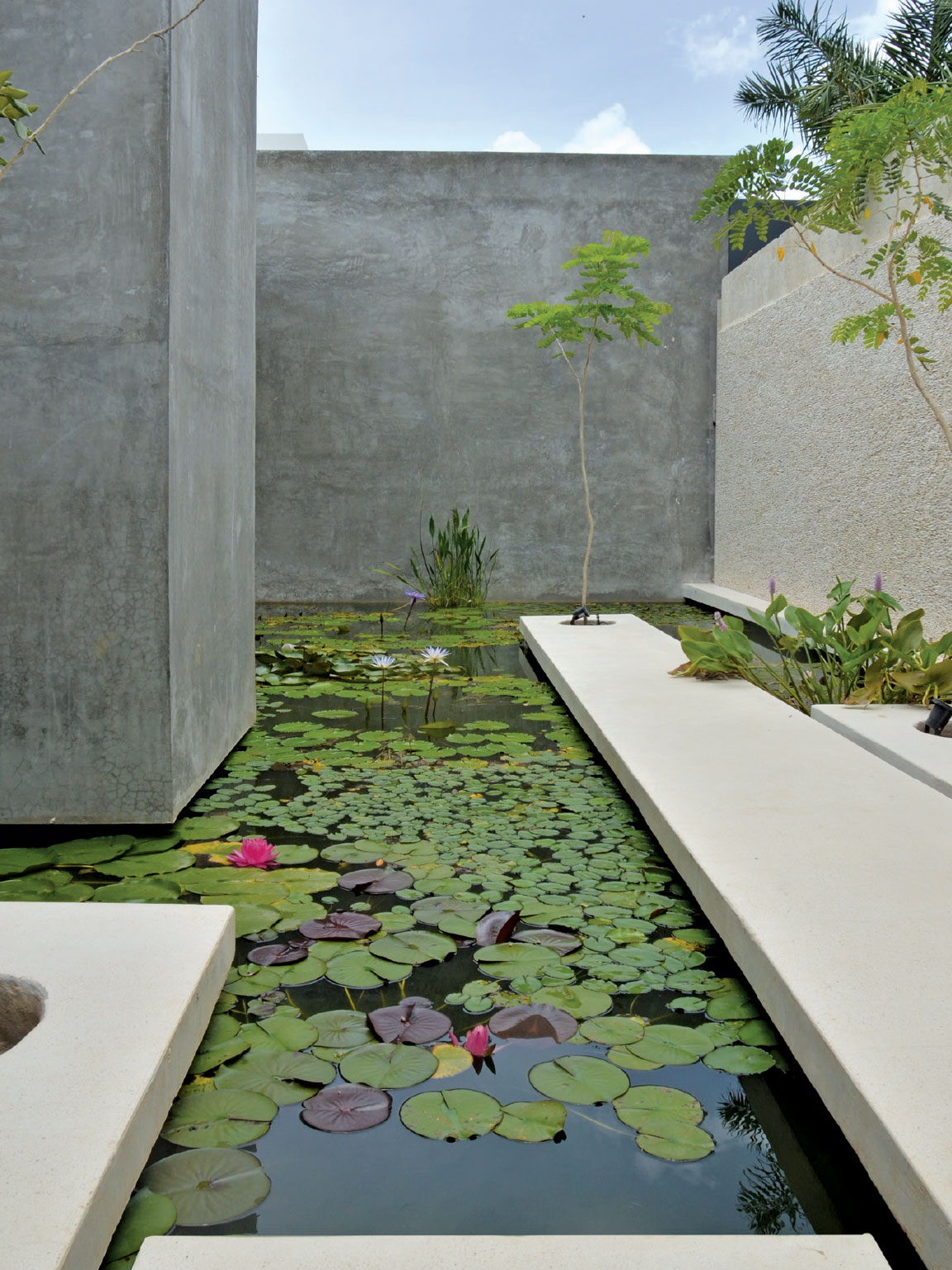 Plantas Acuáticas del Estanque - Revista Landuum