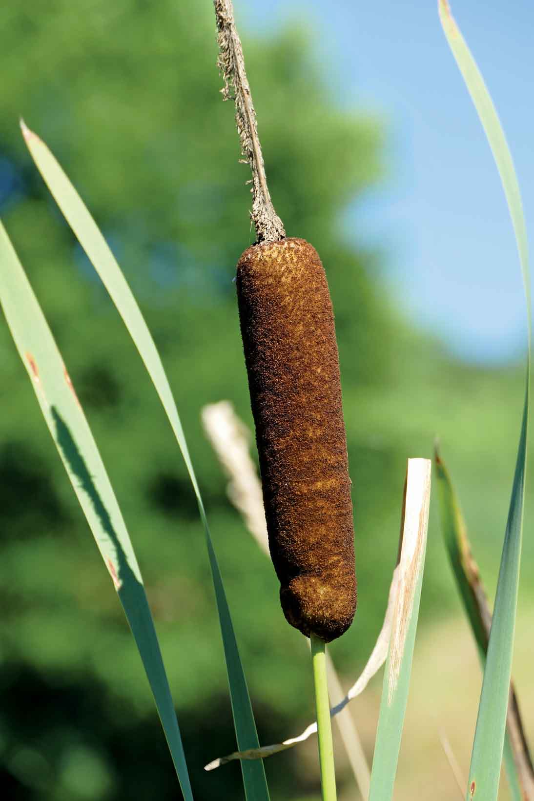 Plantas Acuáticas del Estanque – Revista Landuum