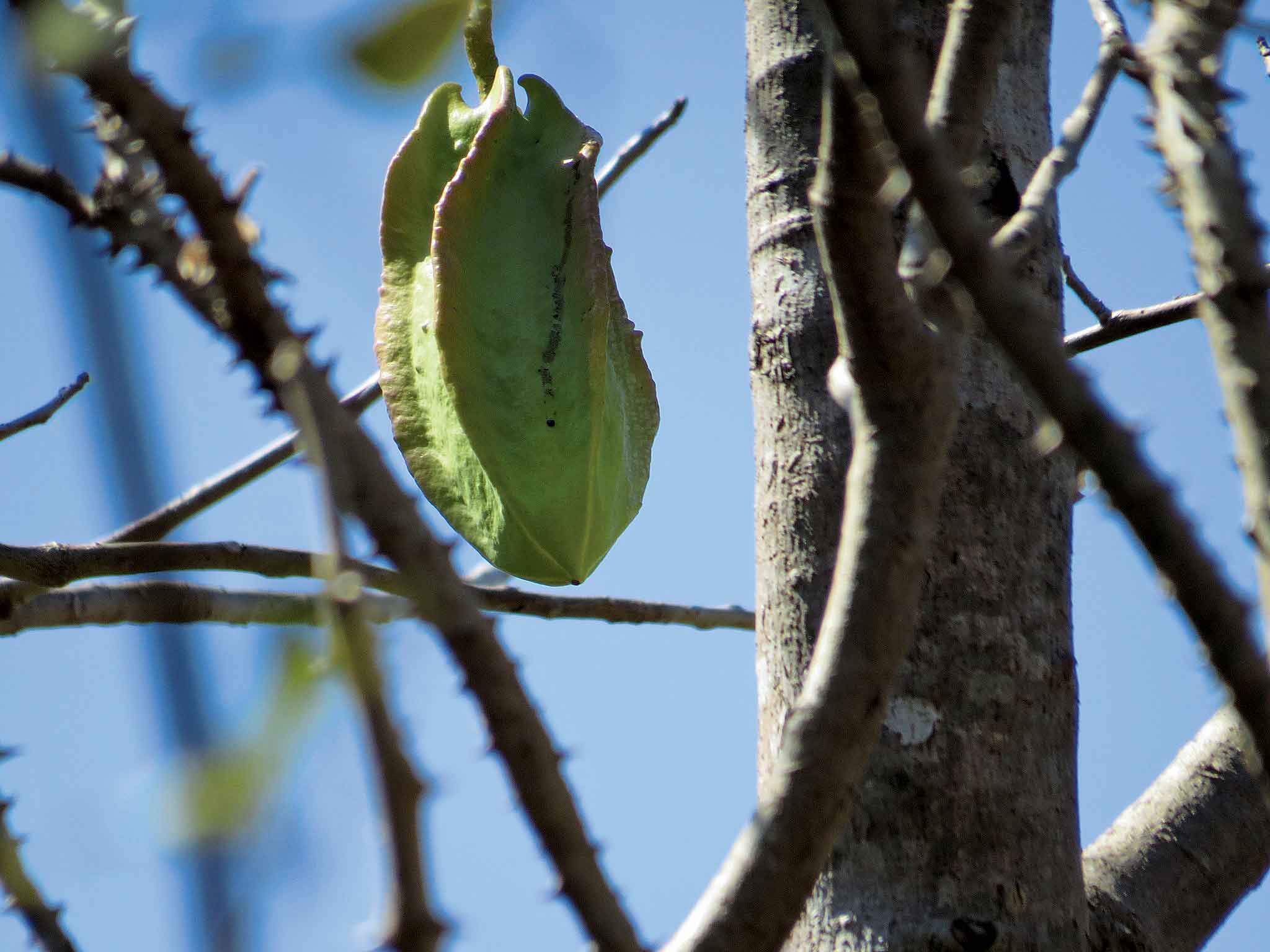 JARDÍN ERENBERG-COLL: The Sanctuary where forgotten plants are listened ...