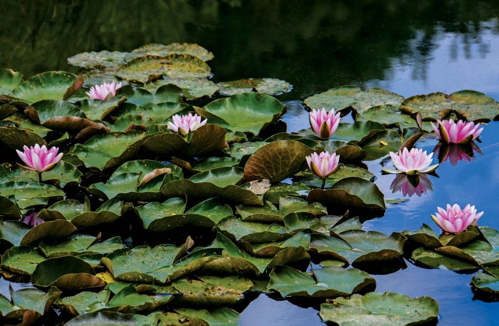 Fauna acuática - Revista Landuum