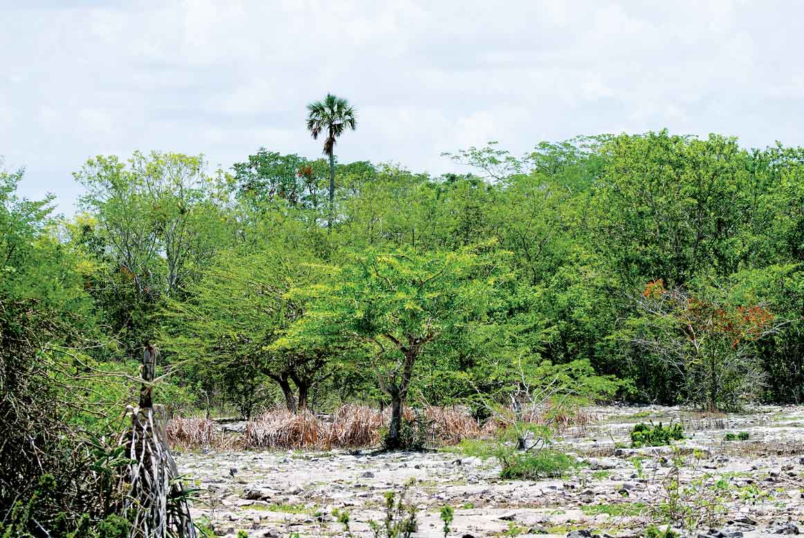 Odores mayabenses, odores mundi - Revista Landuum