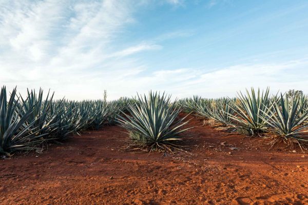 Agave fields in Arandas, Jalisco. - Revista Landuum