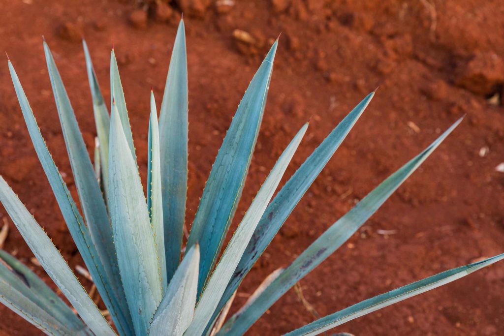 Agave fields in Arandas, Jalisco. - Revista Landuum