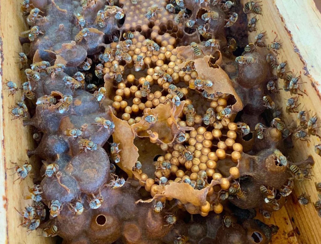The Melipona Bees – Revista Landuum