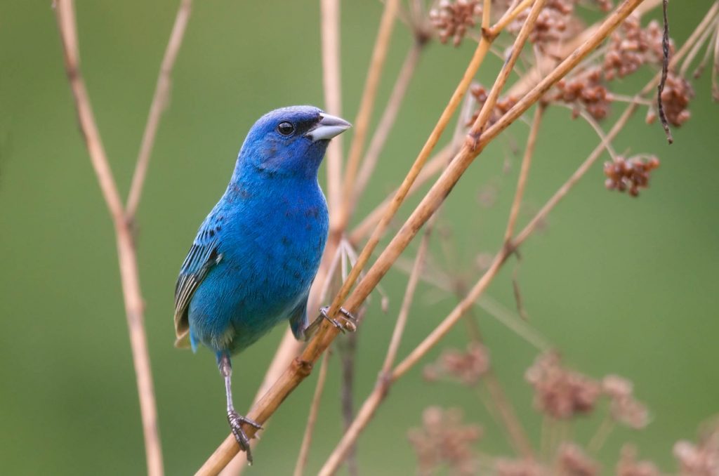 Azulejo Índigo, Colorín Azul – Revista Landuum