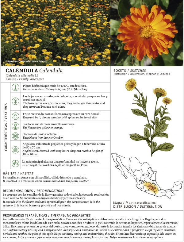 CALÉNDULA - Revista Landuum