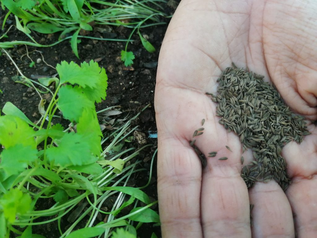 Semillas que no deben faltar en el huerto - Revista Landuum