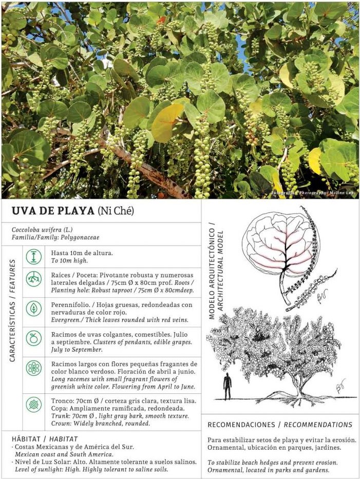 Uva de Playa (Ni Ché) - Revista Landuum