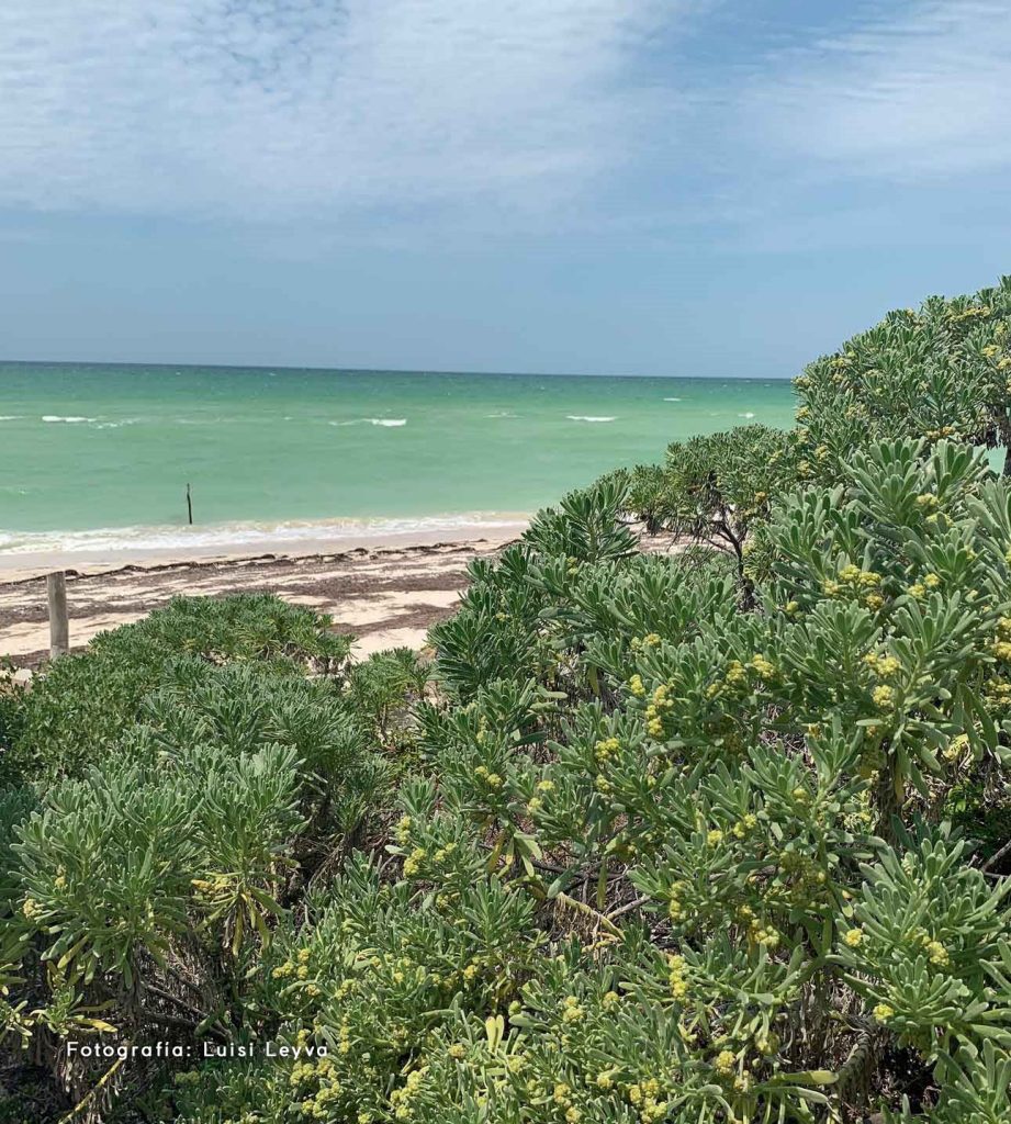 Plantas Pioneras de Dunas Costeras – Revista Landuum